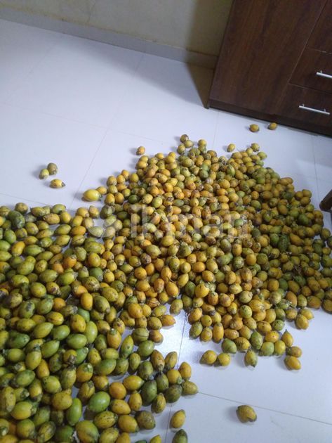 රට පුවක් (Rata puwak) in Deniyaya | ikman