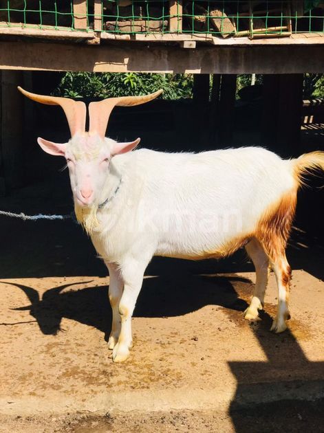 Sanan Goat in Colombo 14 | ikman.lk