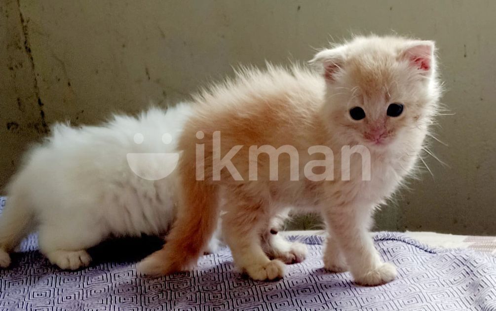 Scotish Fold kittens for Sale in Divulapitiya | ikman