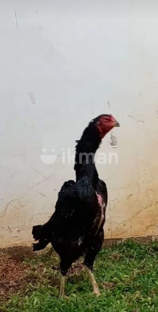 Shamo Rooster for Sale in Galagedara | ikman