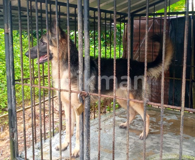 German Shepard Dog for Sale in Galle City | ikman