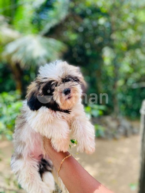 Shih Tzu Male Puppy in Ja-Ela | ikman