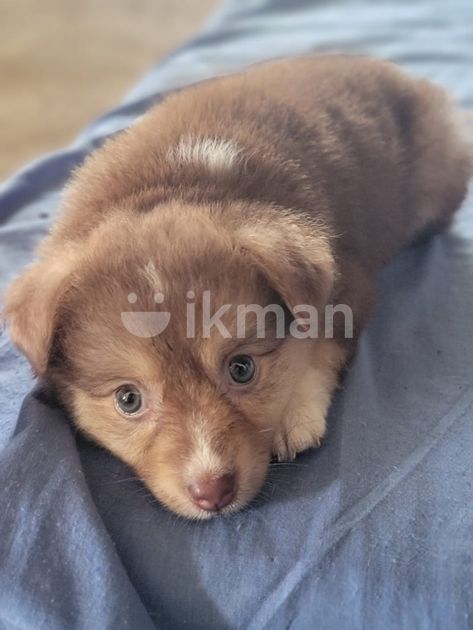 Shih Tzu Mix Lion Shepherd for Sale in Mihintale | ikman