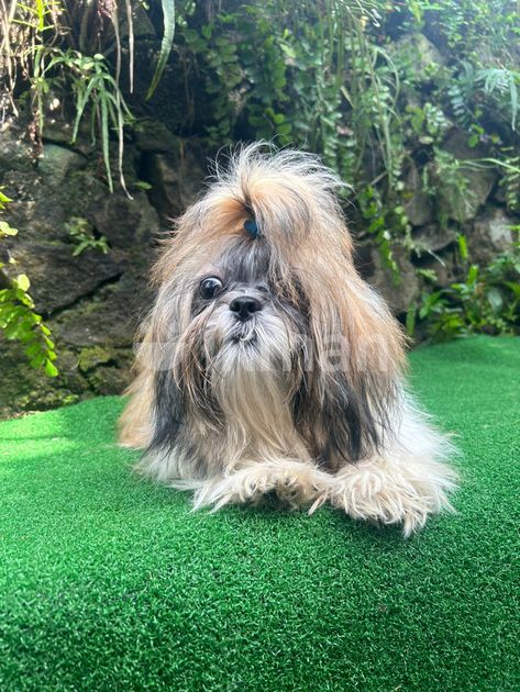 Shih Tzu (One Side Imported) Puppy for Sale in Ratnapura City | ikman