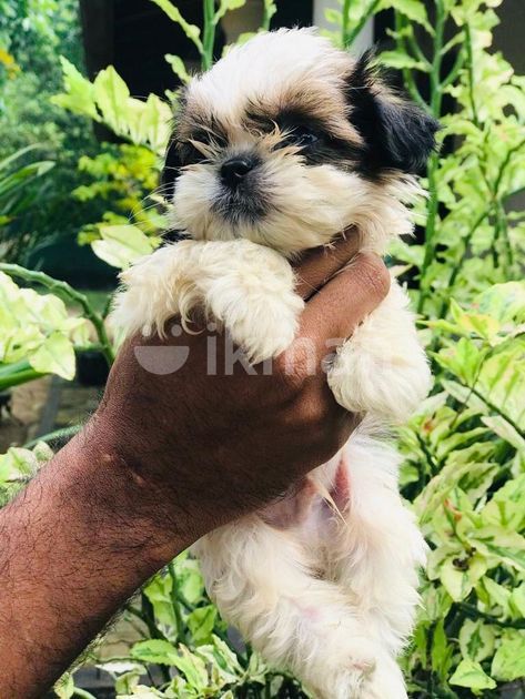 Shih Tzu Puppies in Kottawa | ikman