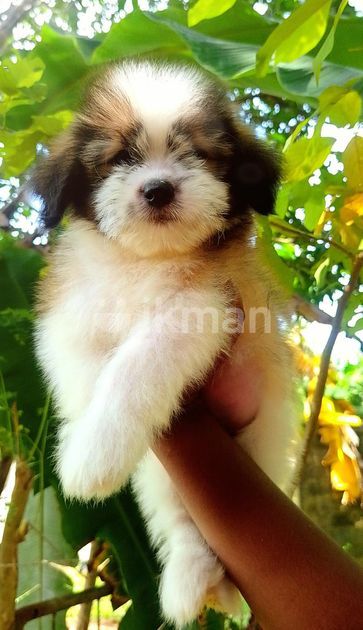 Shih Tzu Puppies for Sale in Ja-Ela | ikman