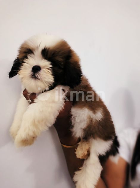 Shih Tzu Puppies for Sale in Negombo | ikman