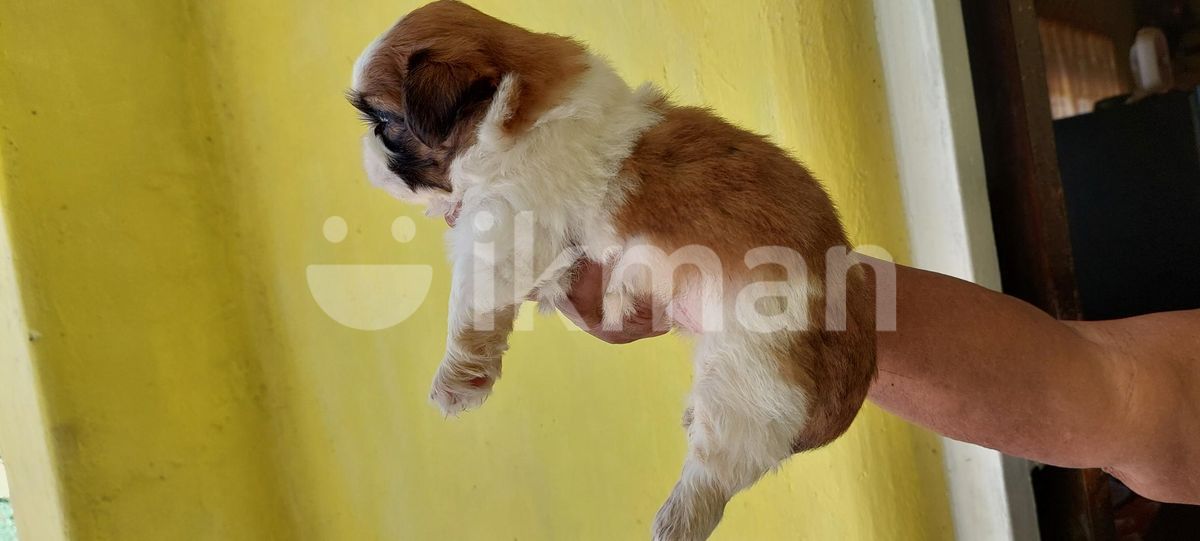 Shih Tzu Puppies for Sale in Dankotuwa | ikman