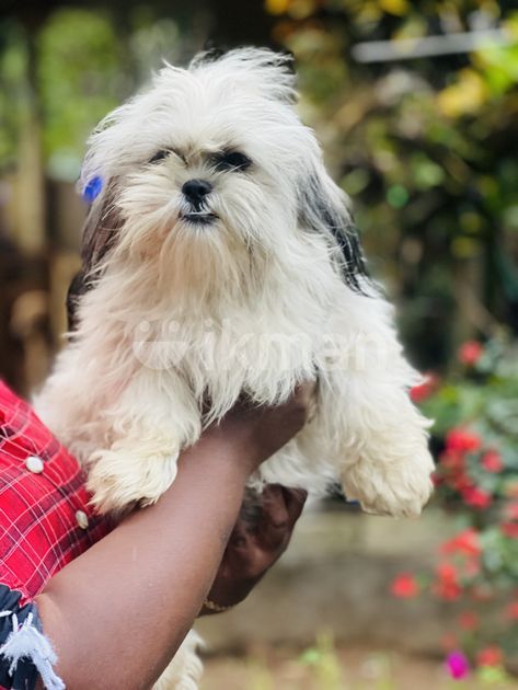 Shitzu Puppies for Sale in Kandy City | ikman
