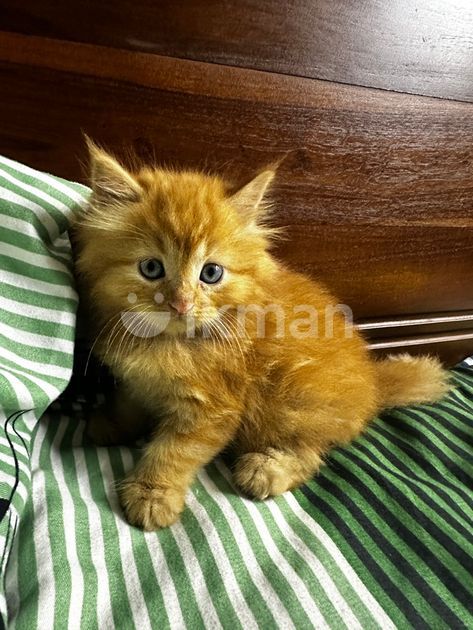Siberian Cat for Sale in Trincomalee City | ikman
