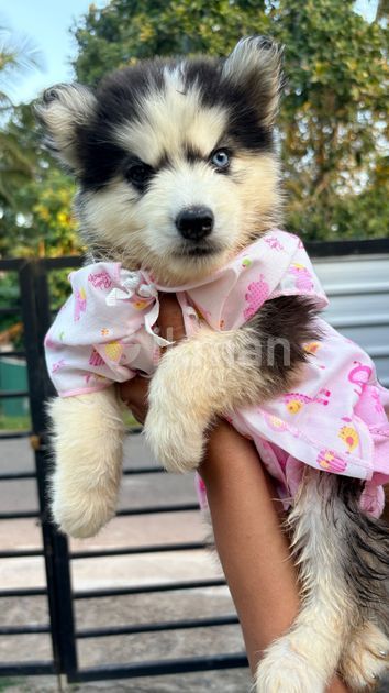Siberian Husky Puppies for Sale in Gampaha City | ikman
