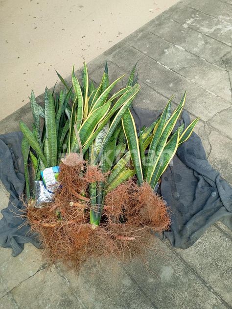Snake Plant for Sale in Sainthamaruthu | ikman