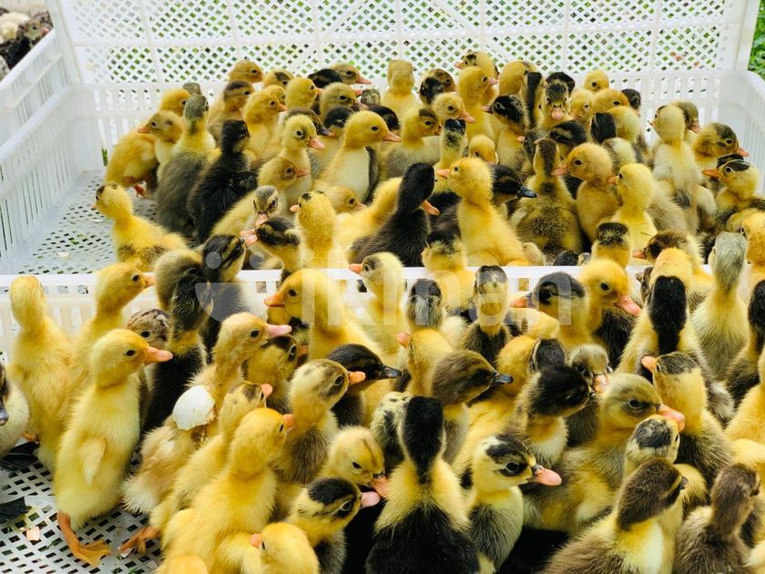 තාරා පැටවුන්. day duck for Sale in Kuliyapitiya | ikman