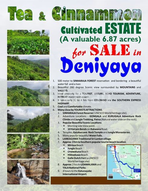 Tea & Cinnamon Cultivated Estate Deniyaya | ikman