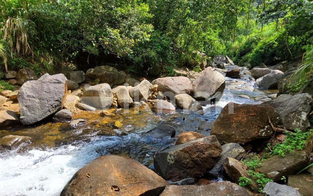 Tea & Cinnamon Cultivated Estate Deniyaya Matara - 360 Beautiful View ...