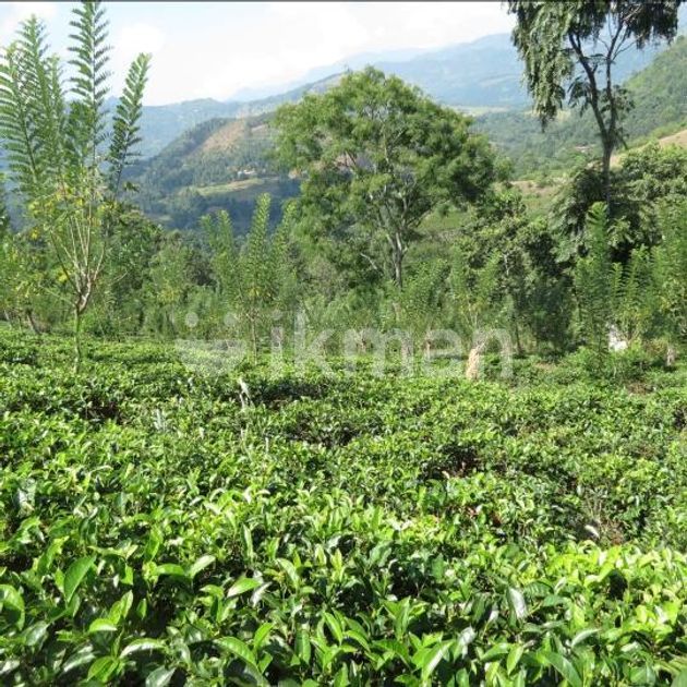 Tea Estate 30 Acr Land Sale in Badulla | ikman
