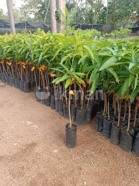 TJC Mango Plants (ටොම්.ඊ.ජේ.සී අඹ පැල) | දන්කොටුව | ikman