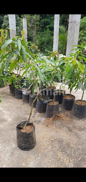 Tom EJC Mango plant for Sale in Mawanella | ikman