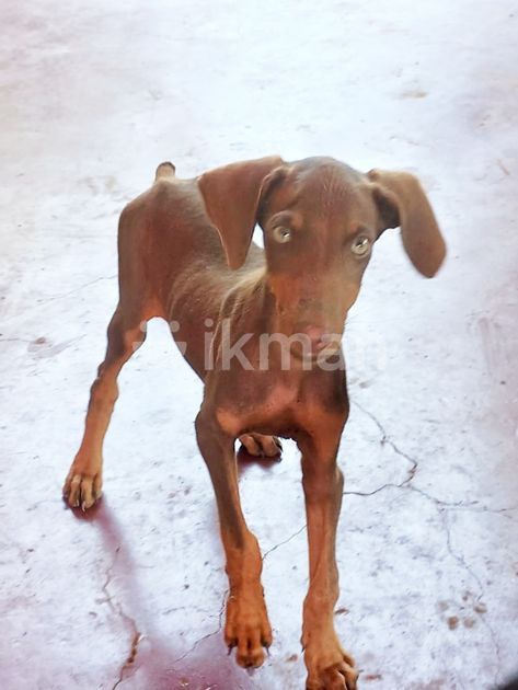 Doberman Dog for Sale in Jaffna City | ikman