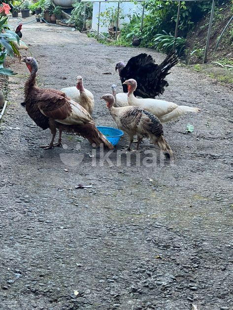 Turkey (kalukum) for Sale in Matale City | ikman