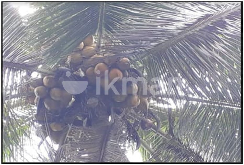 Valuable Coconut Land For sale Hanwella | ikman