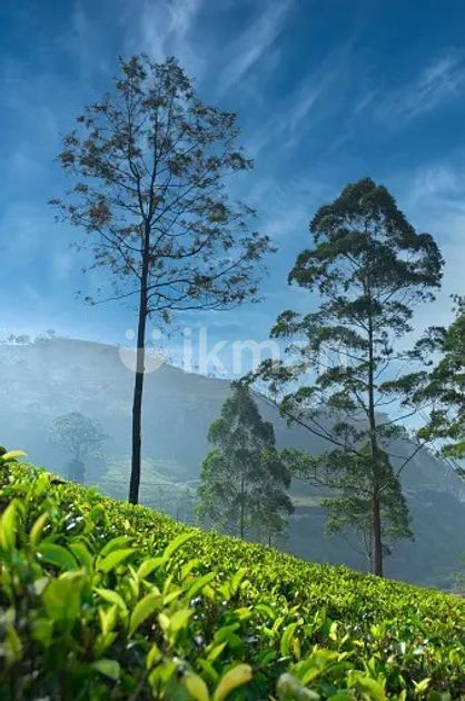 Valuable land of meepilimana sale Nuwaraeliya | ikman