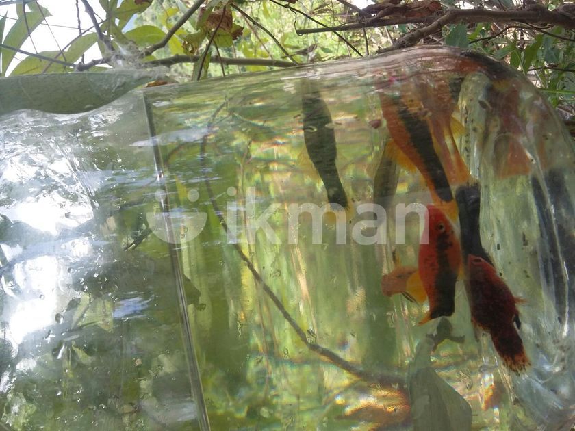 Guppy Fish for Sale in Hali Ela | ikman