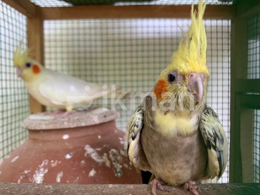 Cockatiel Birds in Galle City | ikman