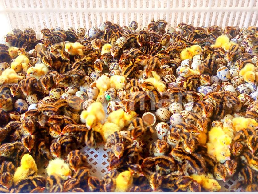 වටු පැටවුන් for Sale in Kuliyapitiya | ikman