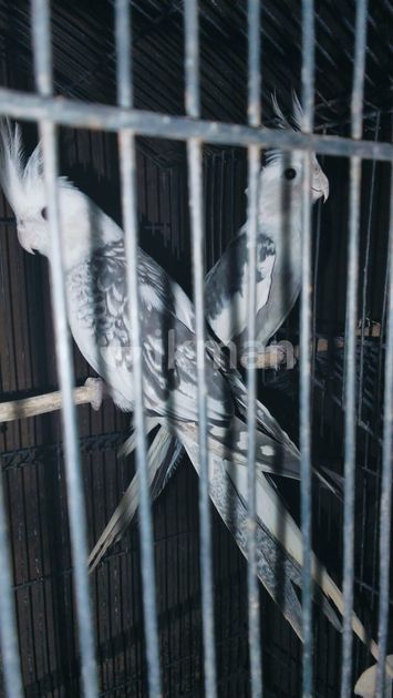 Whiteface Pied Cockatiel Breeding Pair for Sale in Deltota | ikman