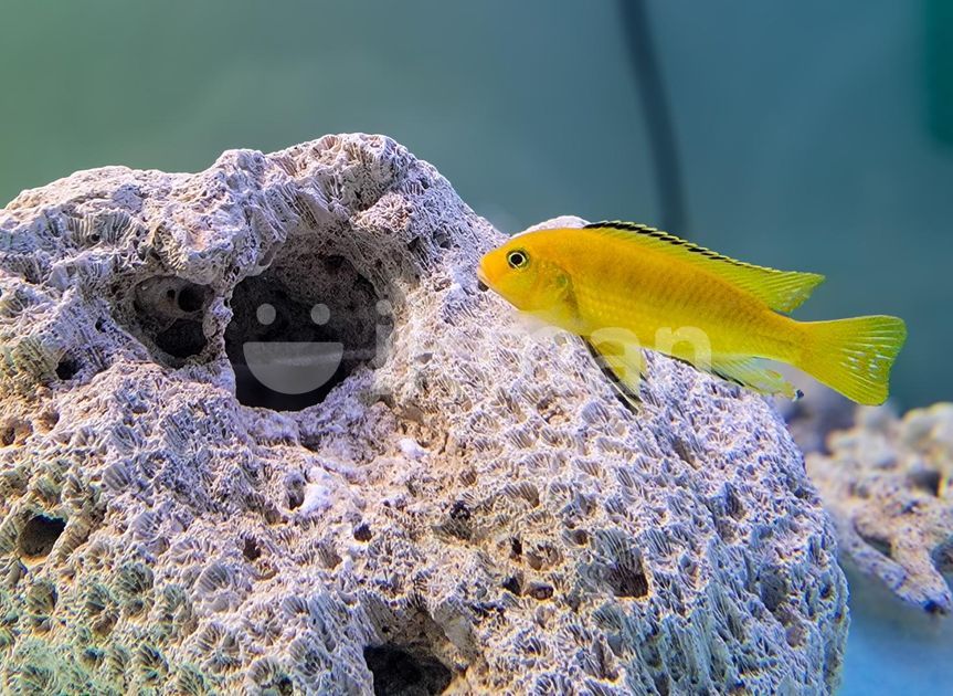 Yellow Lab Fish for Sale in Matara City | ikman