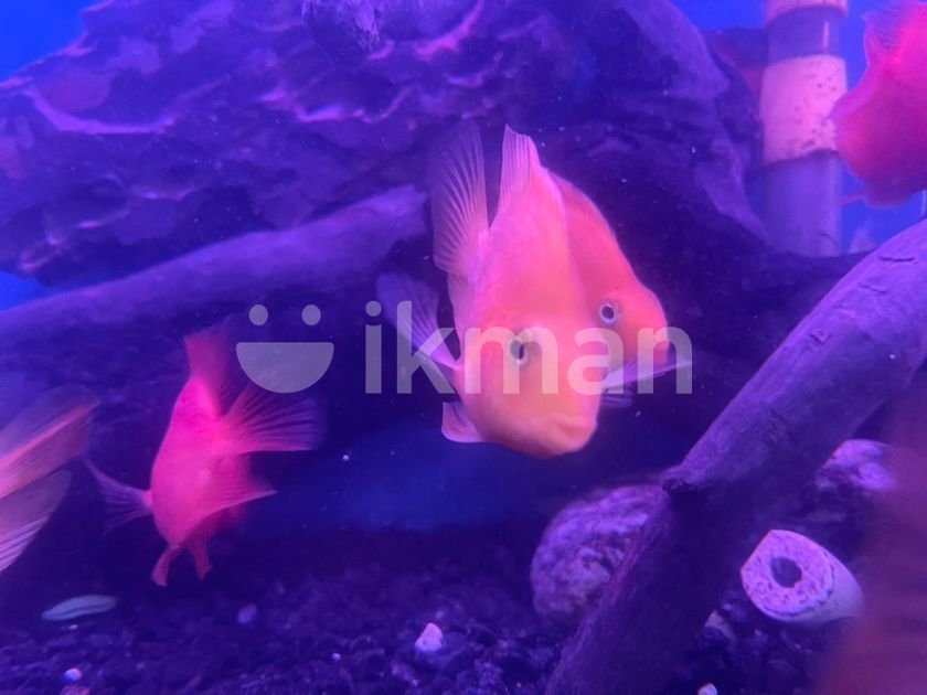 Yellow Parrot fish for Sale in Colombo 2 | ikman