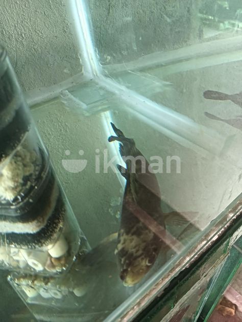 Yellow Sentram Fish for Sale in Gampaha City | ikman