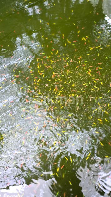 Zebra Fish for Sale in Pugoda | ikman